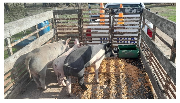 La Policía recuperó 3 de los 9 lechones robados a Tomás Caldentey ...