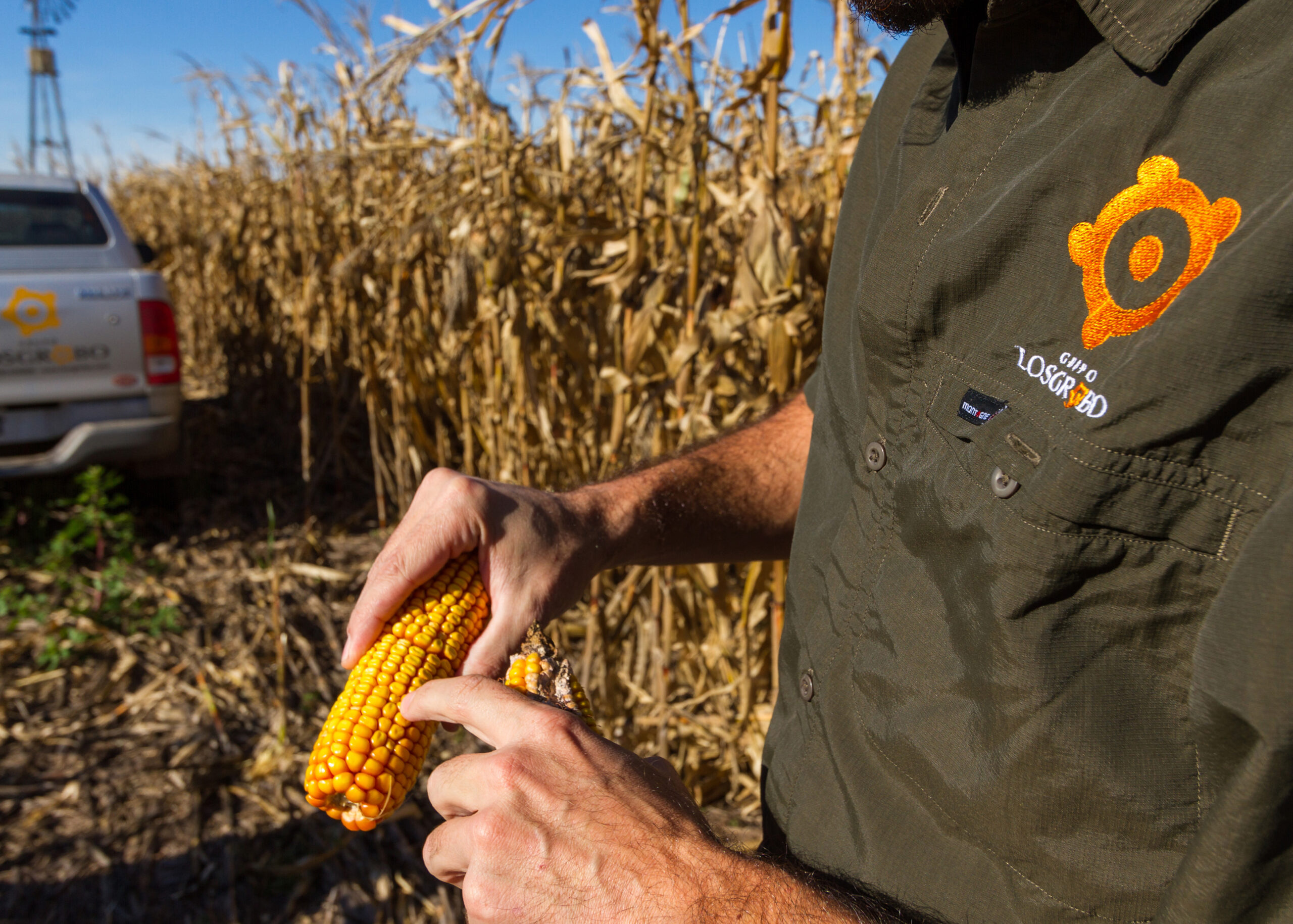 Los Grobo presenta un nuevo híbrido de maíz de marca propia ...
