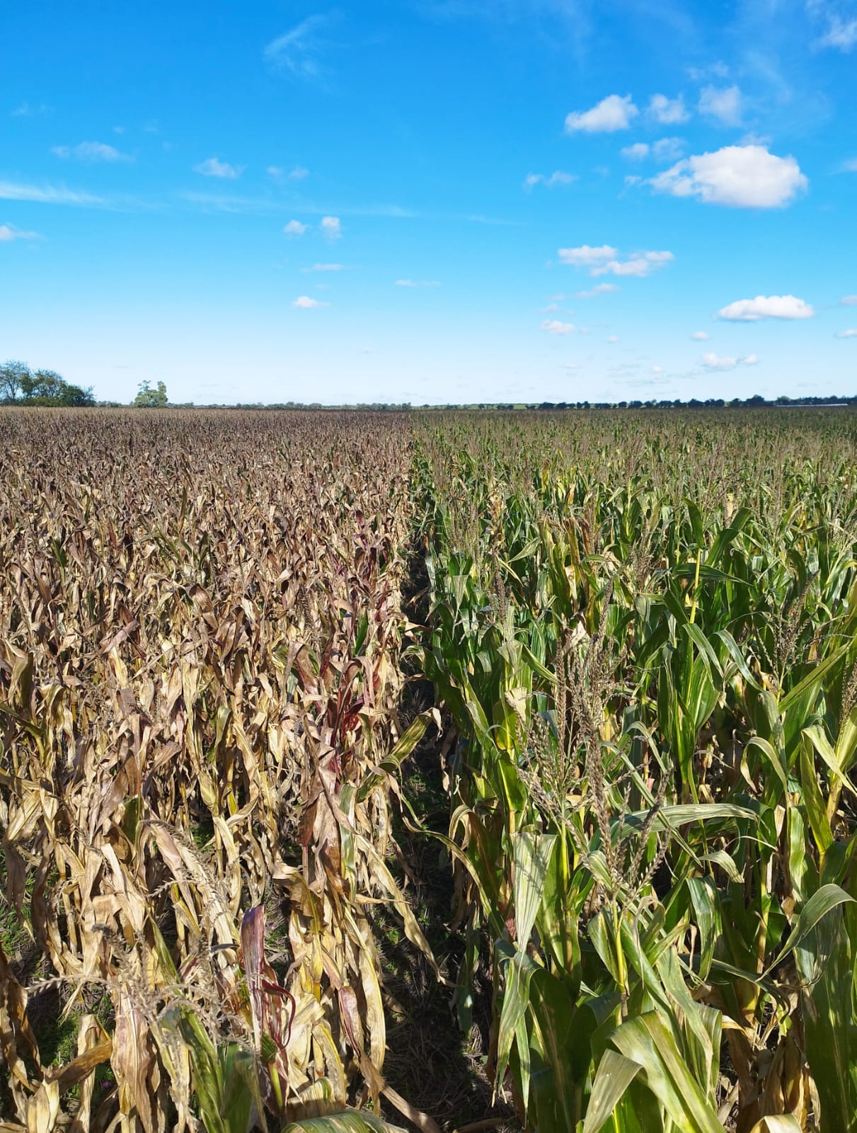 Grupo Los Grobo presenta un nuevo híbrido de marca propia con alta ...